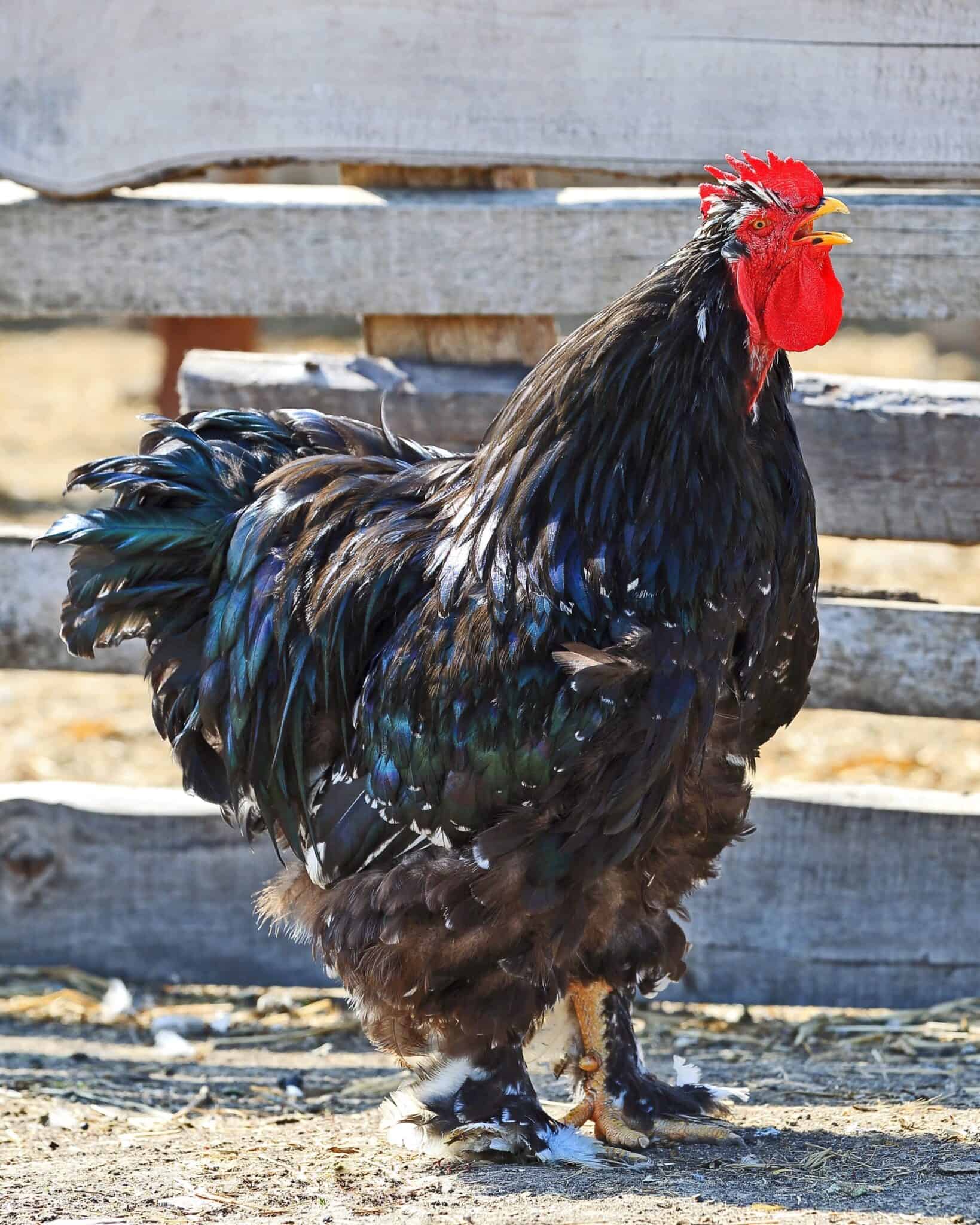 Top 22 Largest Chicken Breeds (Ranked by Size)