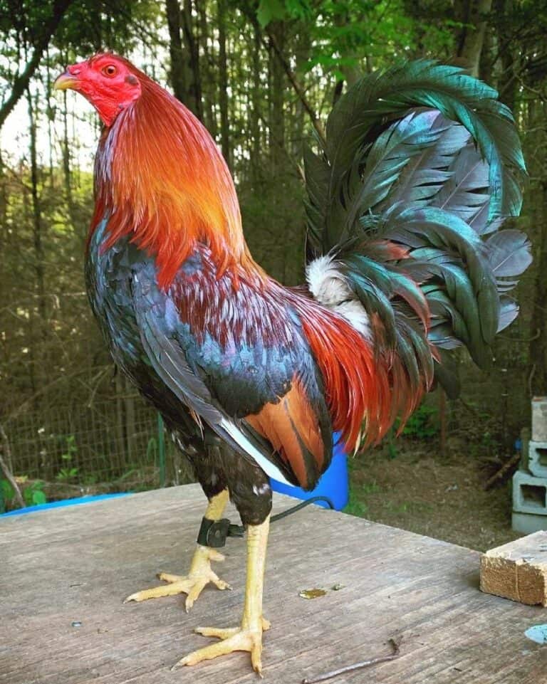 21 Best Fighting Rooster and Gamefowl Breeds