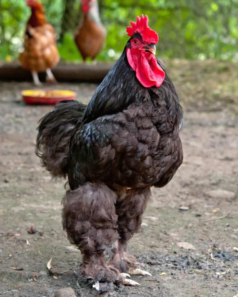 Top 22 Largest Chicken Breeds (Ranked by Size)