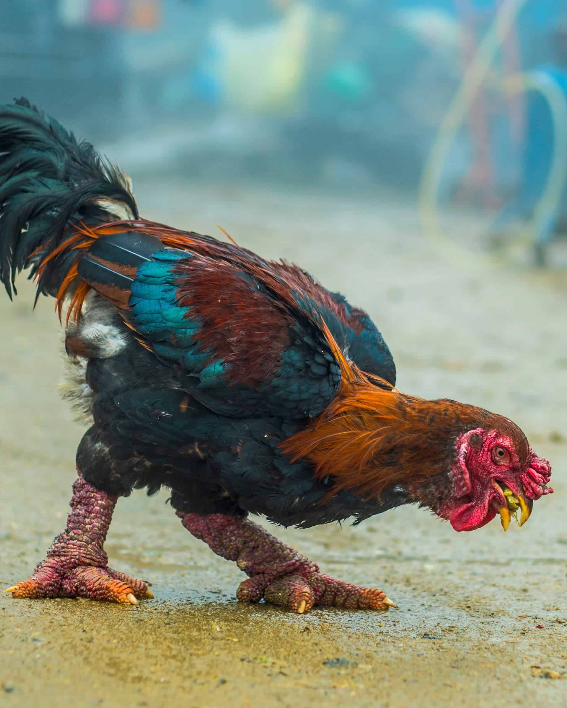Top 22 Largest Chicken Breeds (Ranked by Size)