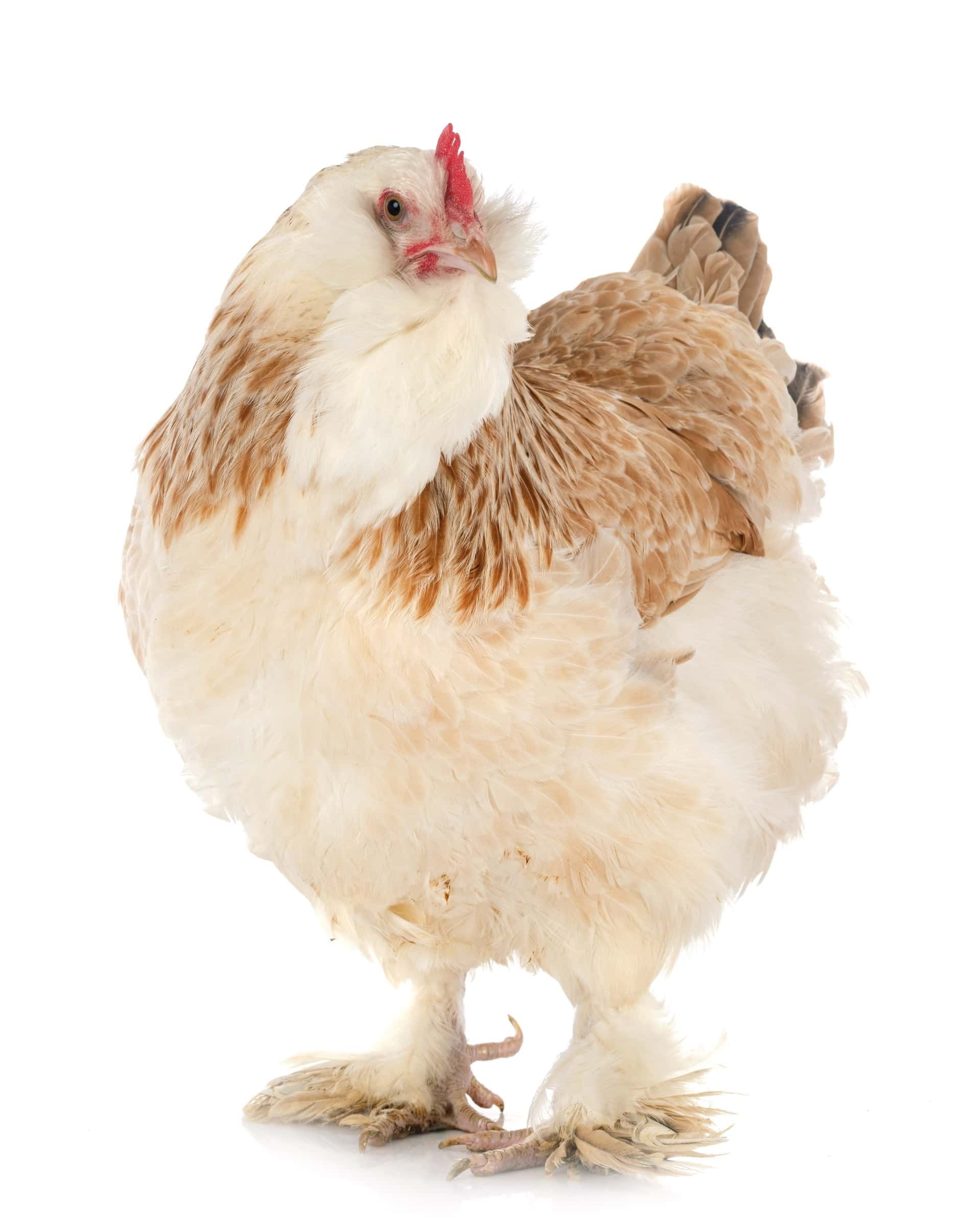 Top 22 Largest Chicken Breeds (Ranked by Size)