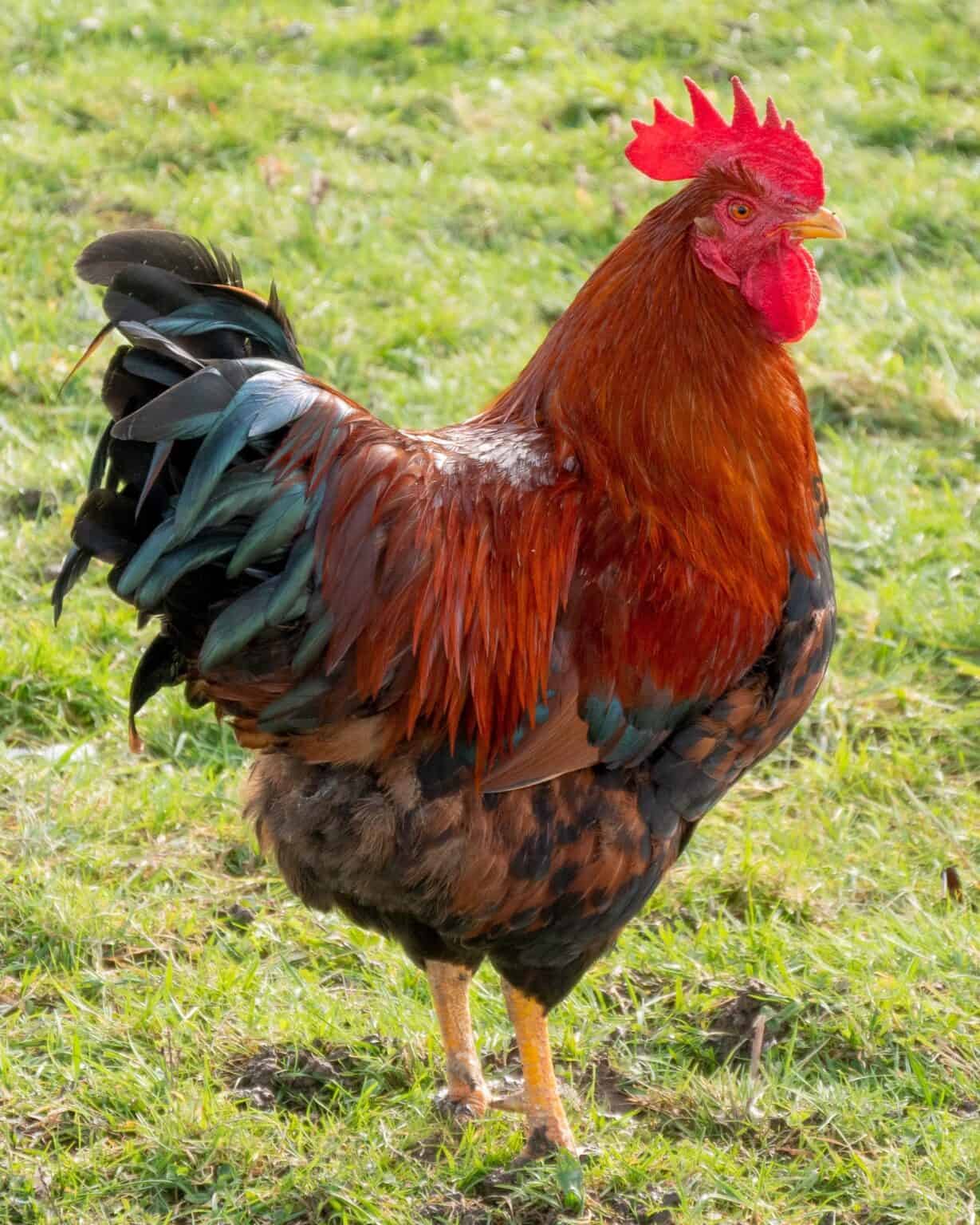Top 22 Largest Chicken Breeds (Ranked by Size)