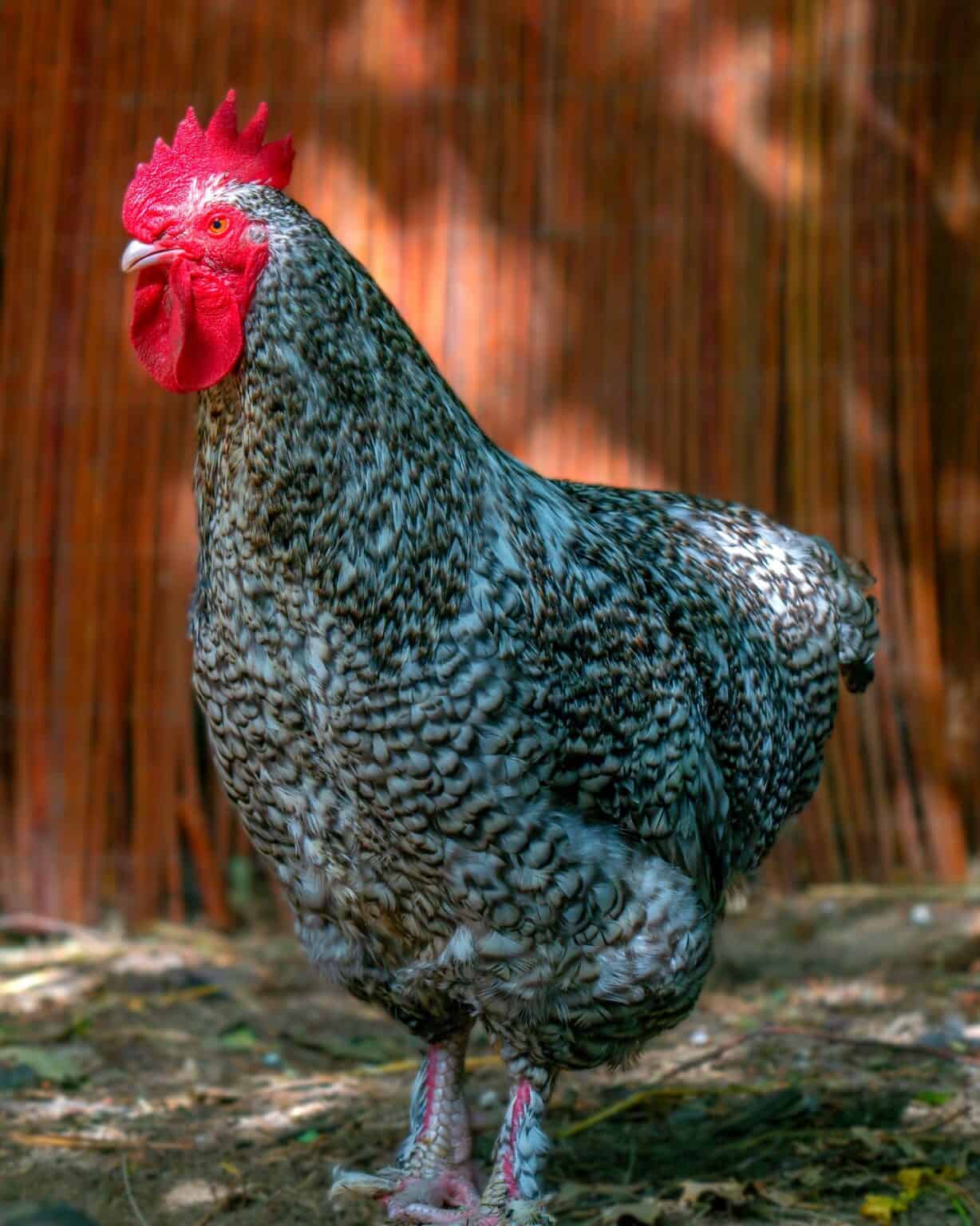 Top 22 Largest Chicken Breeds (Ranked by Size)