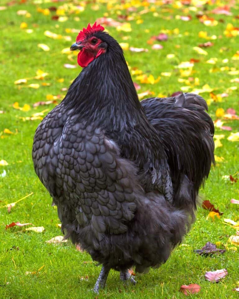 Top 22 Largest Chicken Breeds (Ranked by Size)