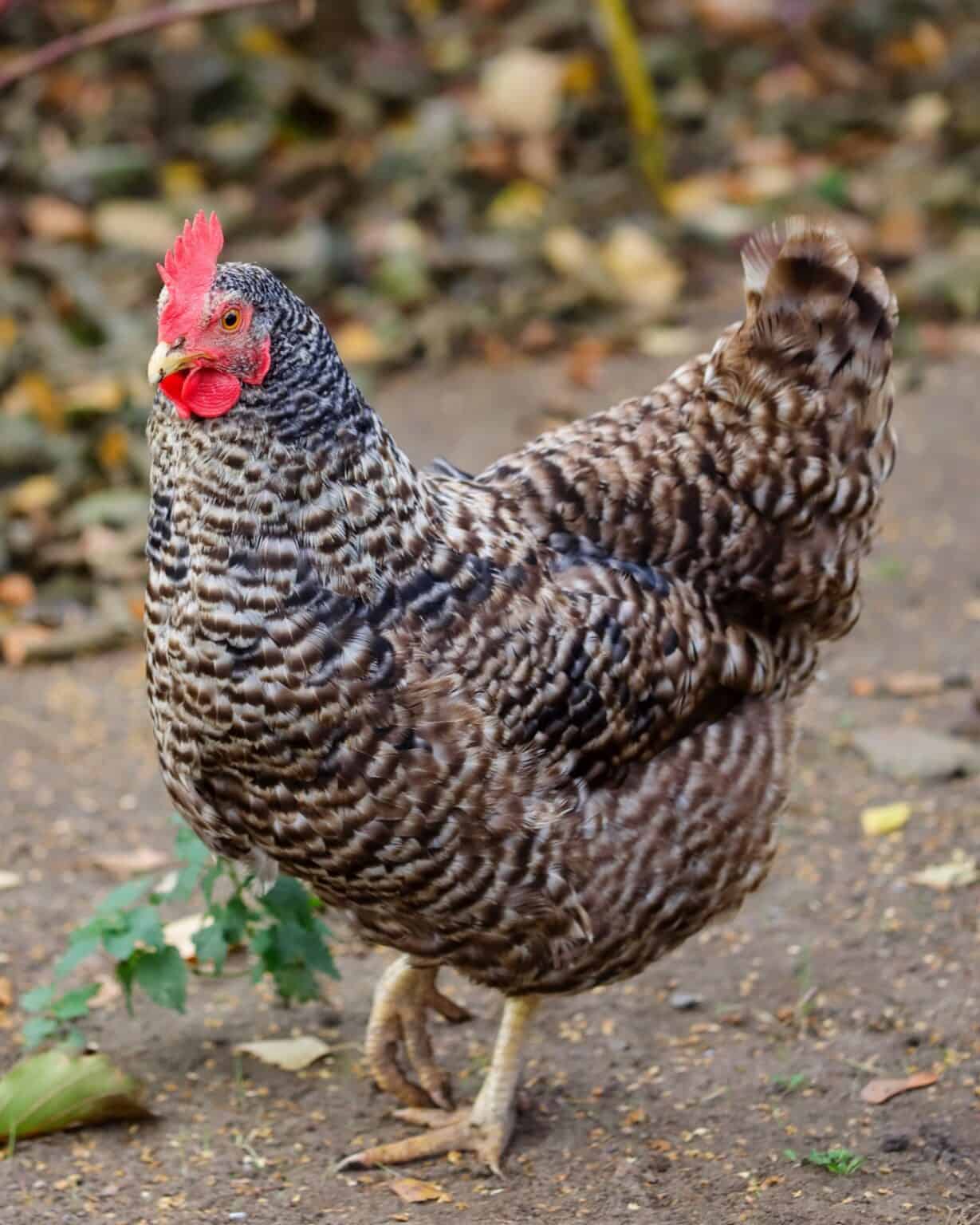 Top 22 Largest Chicken Breeds (Ranked by Size)
