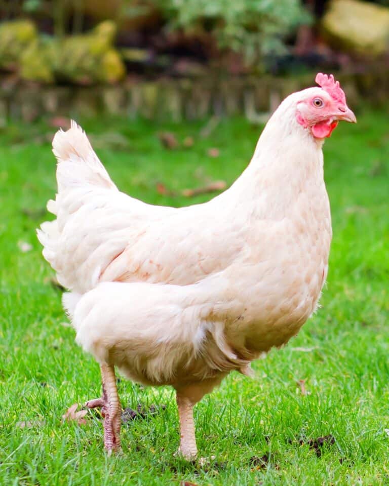 Top 22 Largest Chicken Breeds (Ranked by Size)