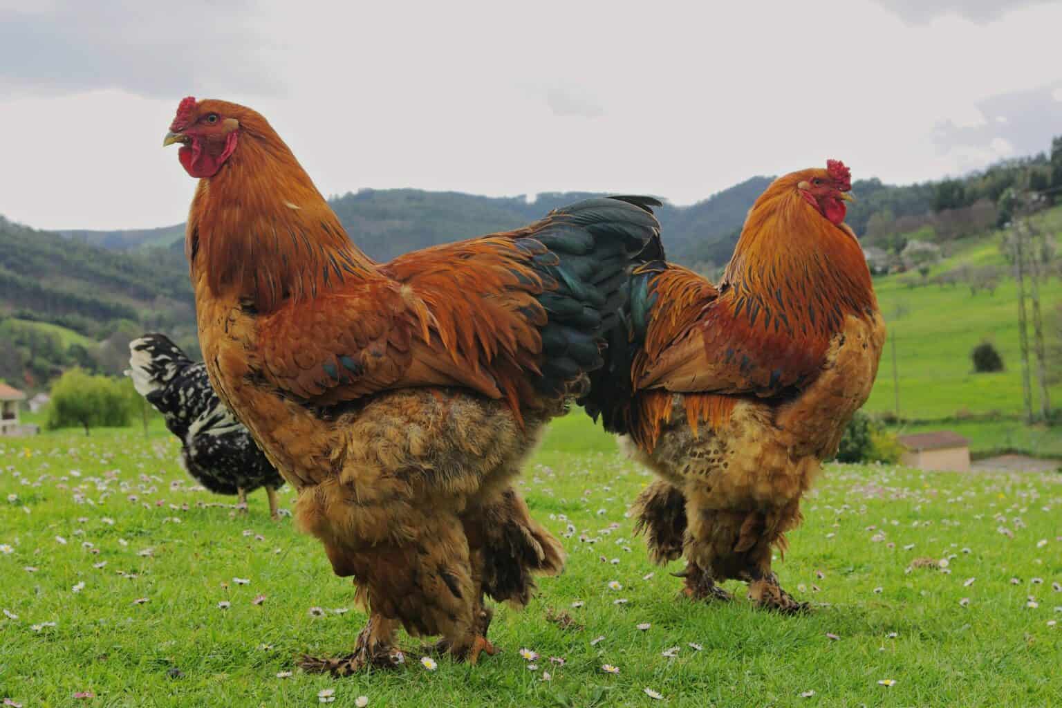 Top 22 Largest Chicken Breeds (Ranked by Size)