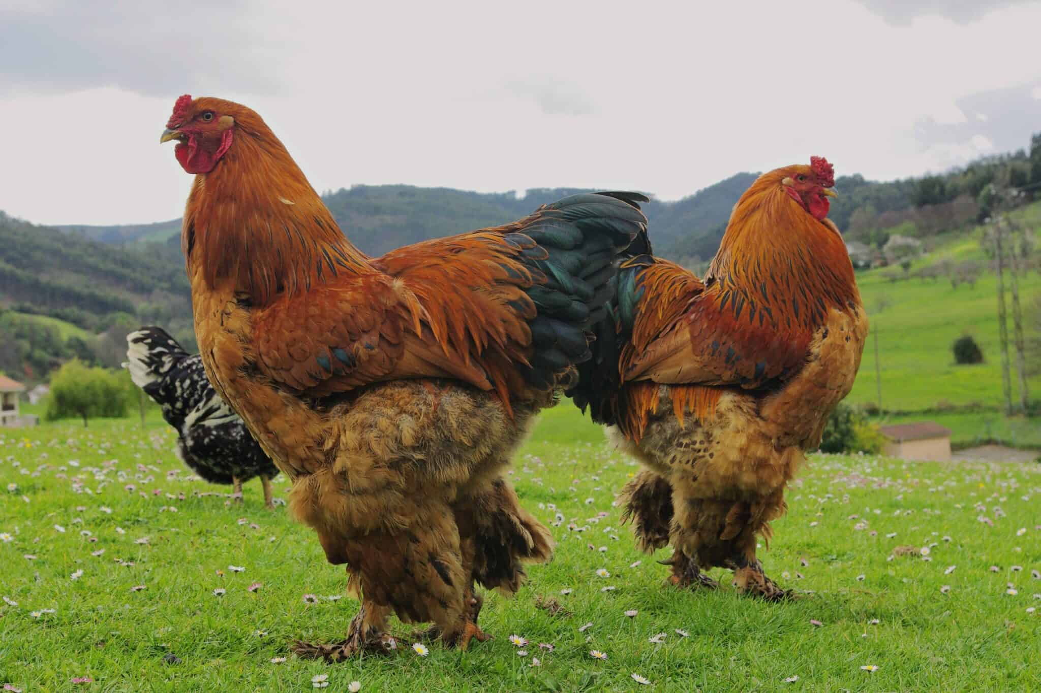 Top 22 Largest Chicken Breeds Ranked By Size