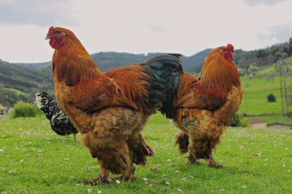What Is a Group of Chickens Called? - Chicken Terms Explained