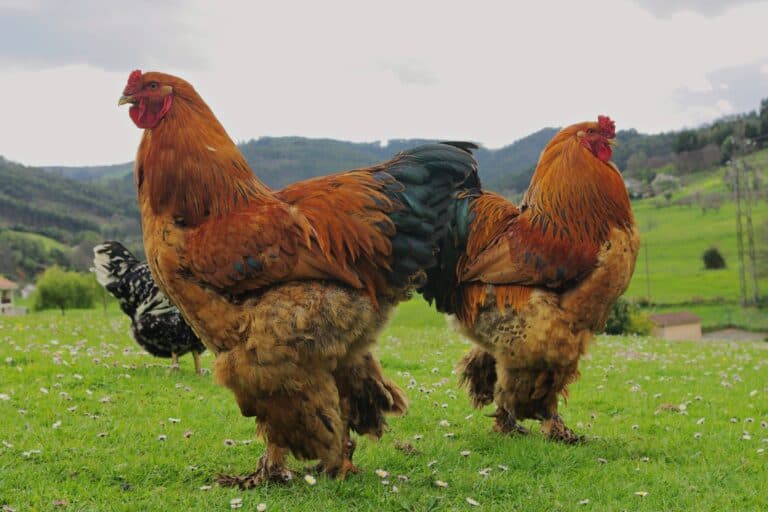 Top 22 Largest Chicken Breeds (Ranked by Size)