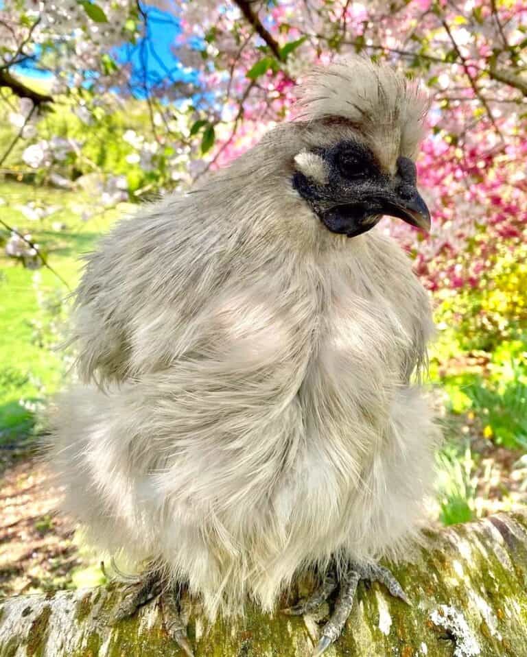 12 Silkie Chicken Colors & Varieties