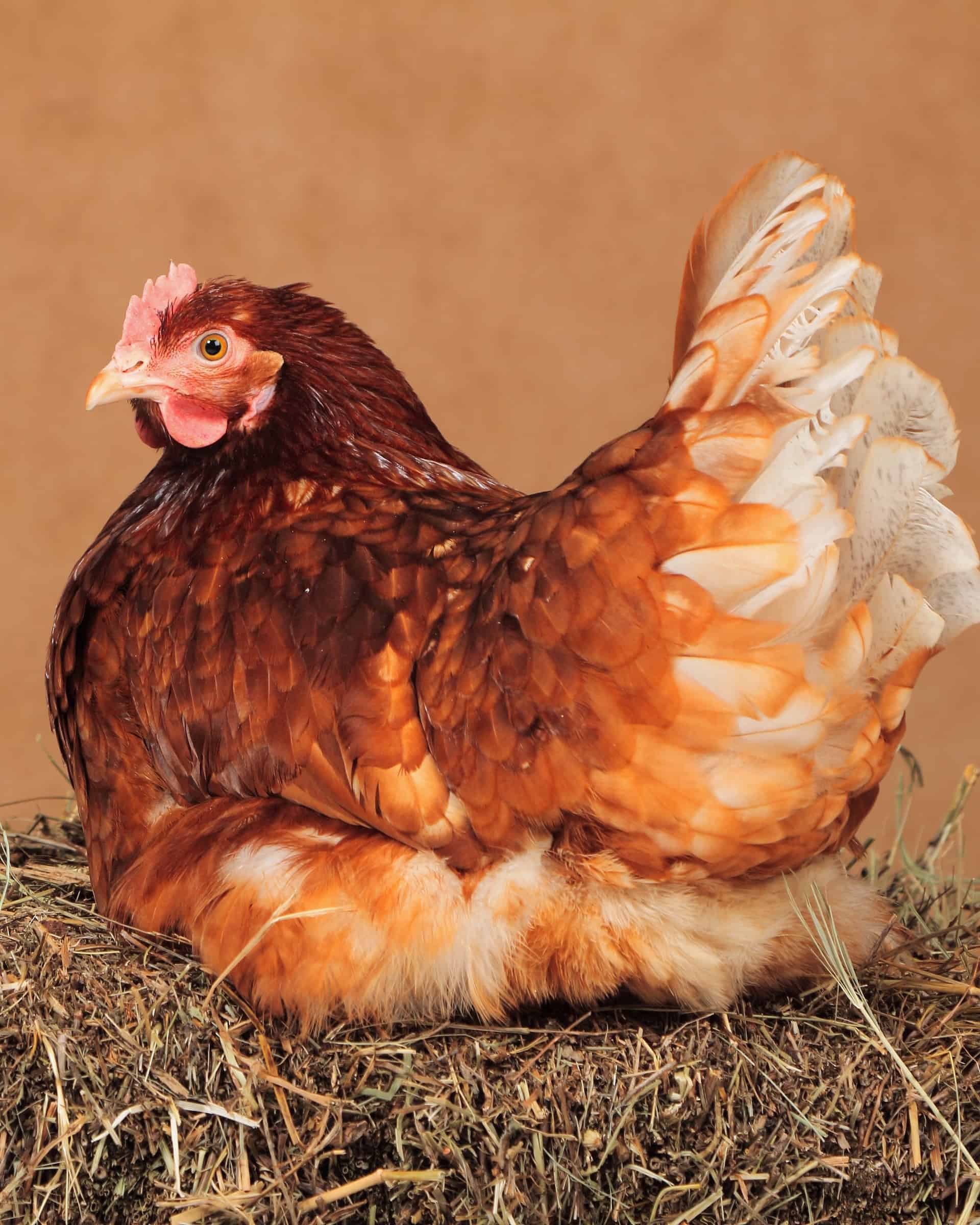 20 Best Chicken Breeds for Eggs (Ranked by Egg Yield)