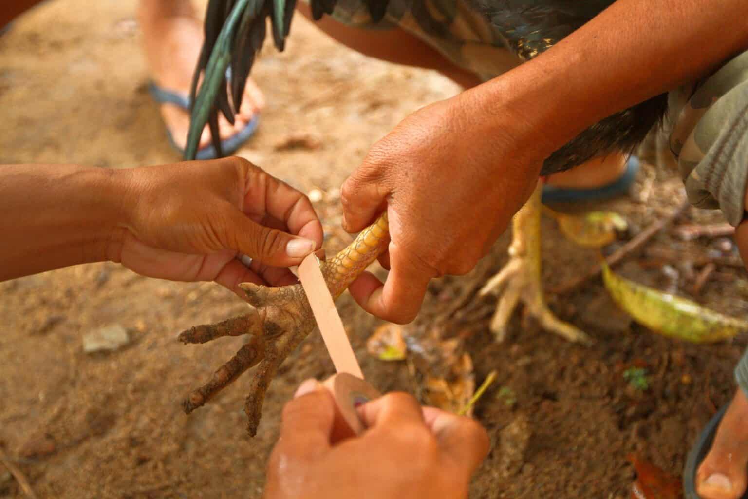 Rooster Spurs: Everything You Need to Know! - Daily Chickens