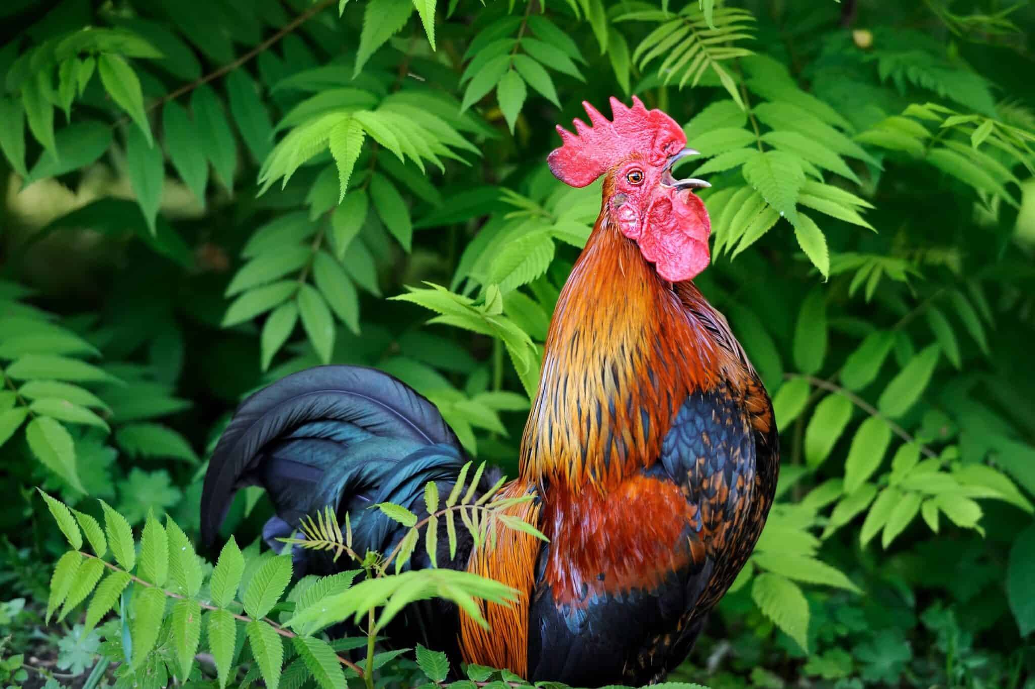 12 Common Chicken Sounds and What They Mean