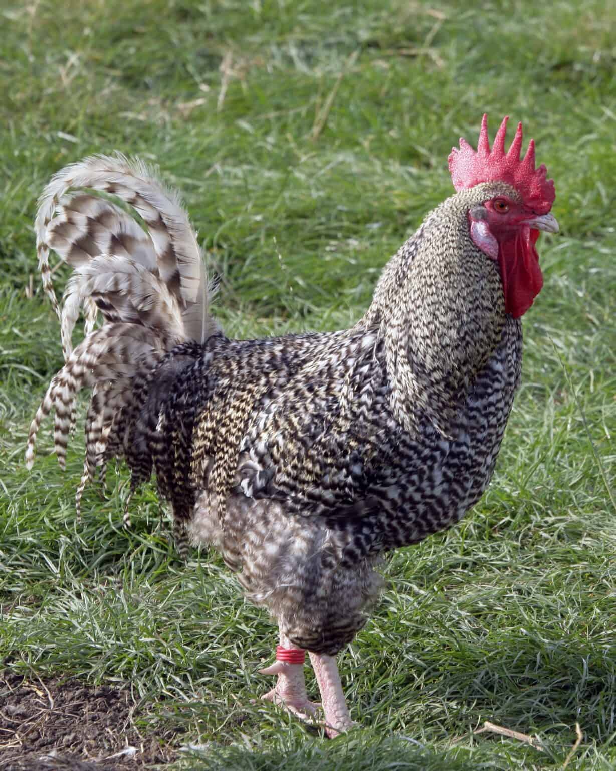 21 Fluffy Chicken Breeds (With Pictures) - Daily Chickens