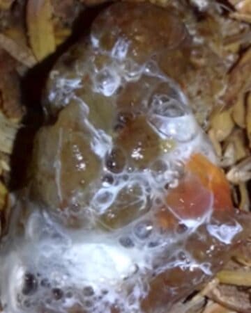 Chicken Poop Guide: Is Your Chicken's Poop Normal?