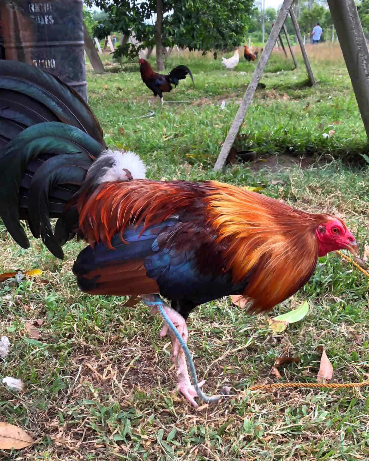 21 Best Fighting Rooster and Gamefowl Breeds