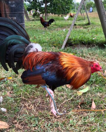 21 Best Fighting Rooster and Gamefowl Breeds
