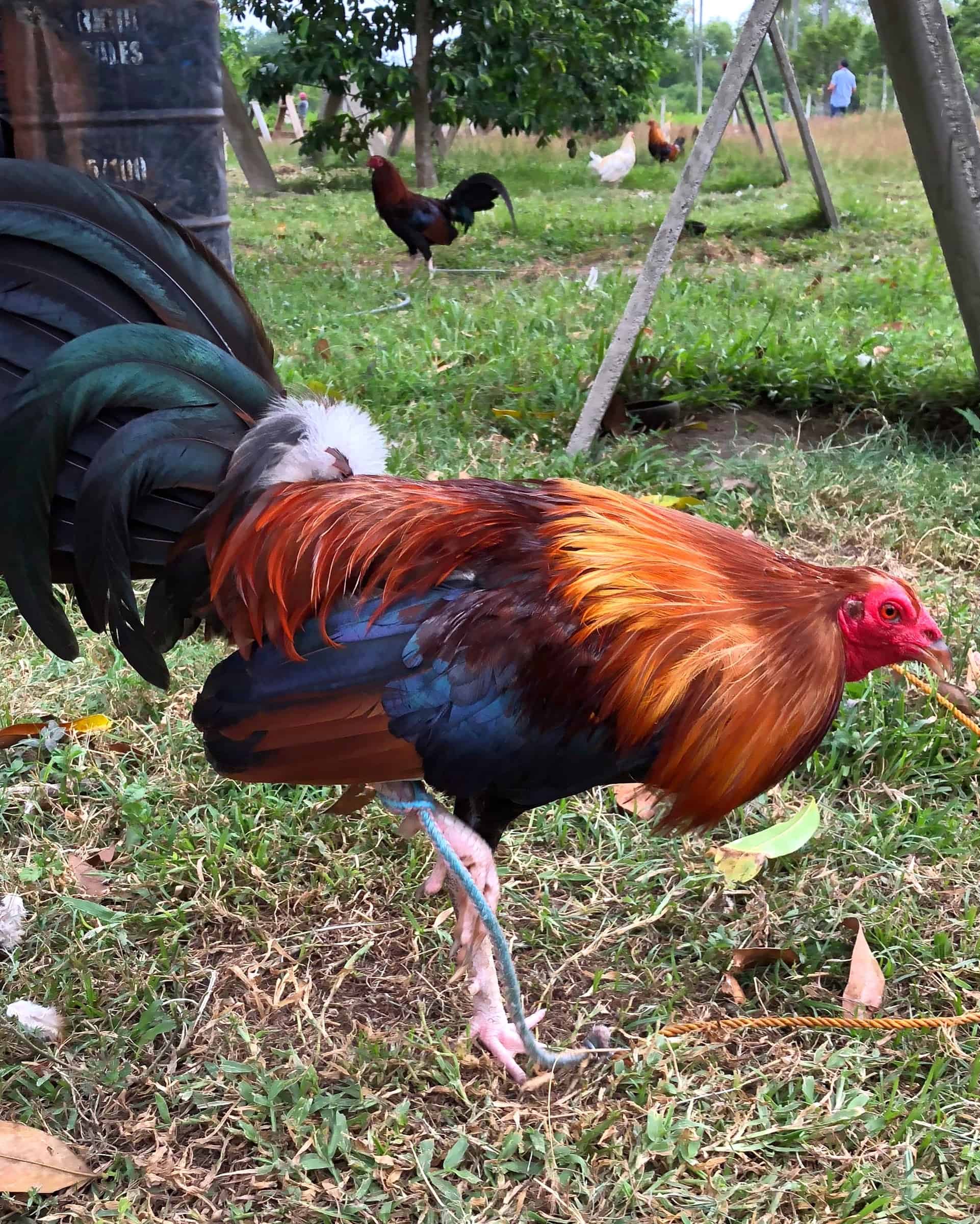 21 Best Fighting Rooster and Gamefowl Breeds
