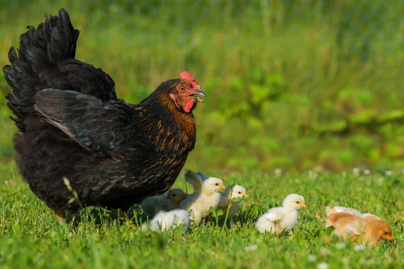 12 Common Chicken Sounds and What They Mean