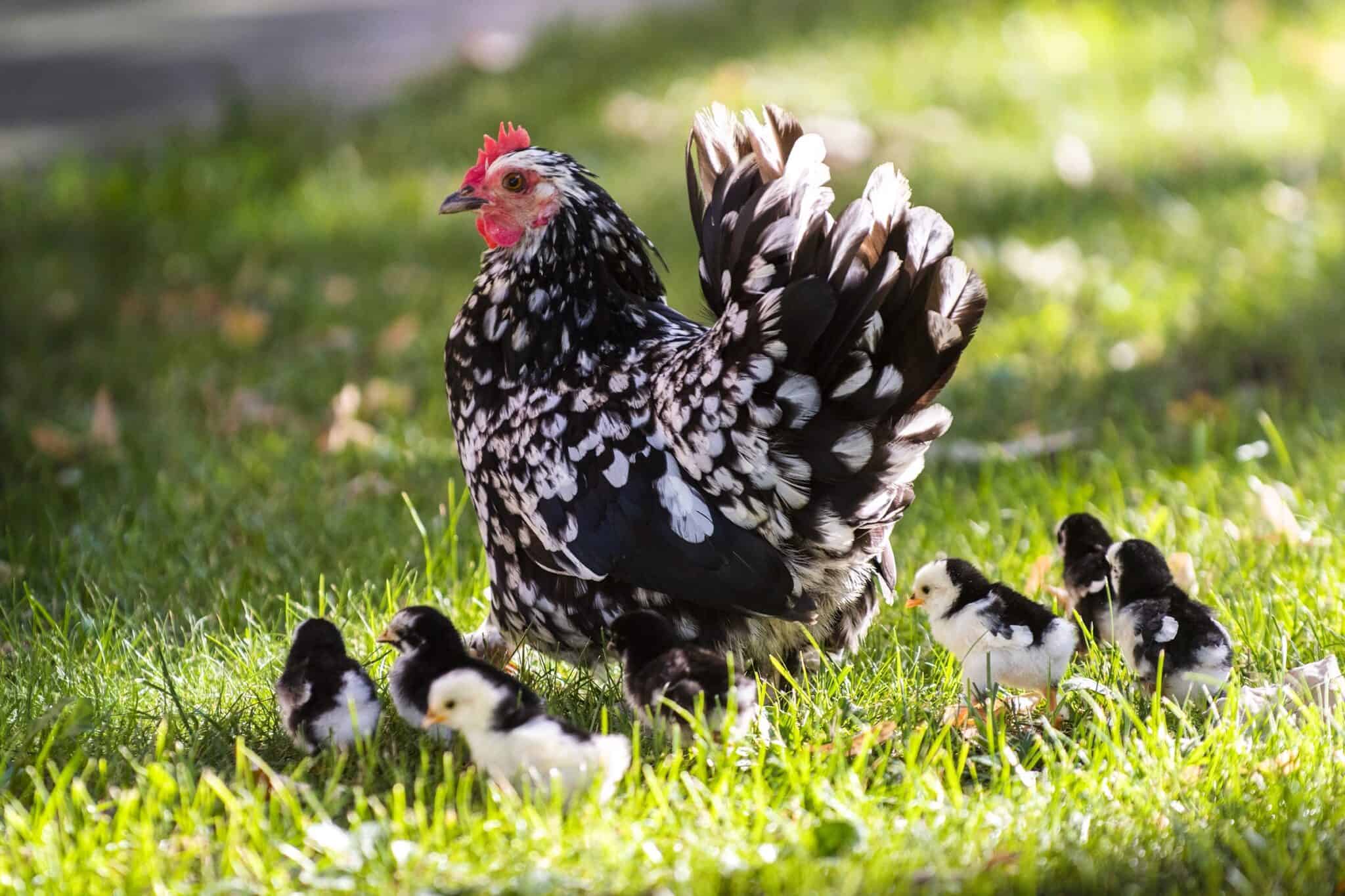 How Do Roosters Fertilize Eggs? (A Complete Guide)