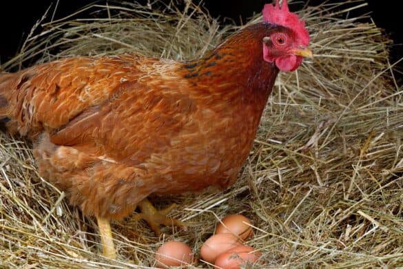 12 Common Chicken Sounds and What They Mean