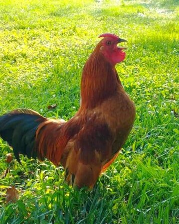 19 Small Chicken Breeds: Ranked by Size