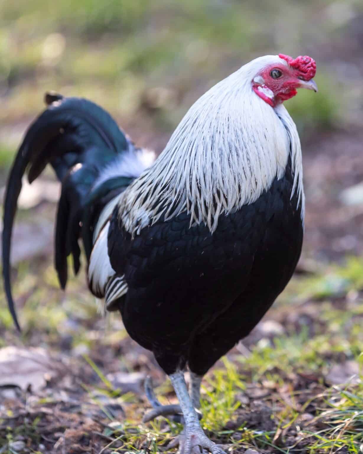 21 Best Fighting Rooster and Gamefowl Breeds
