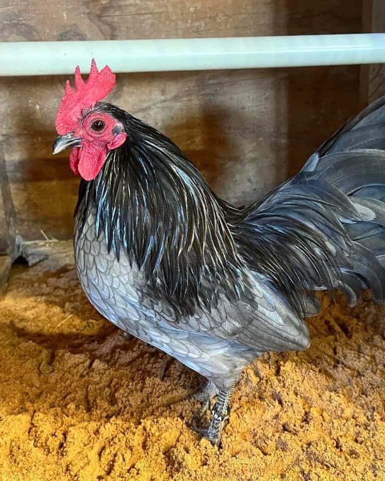 19 Small Chicken Breeds: Ranked by Size