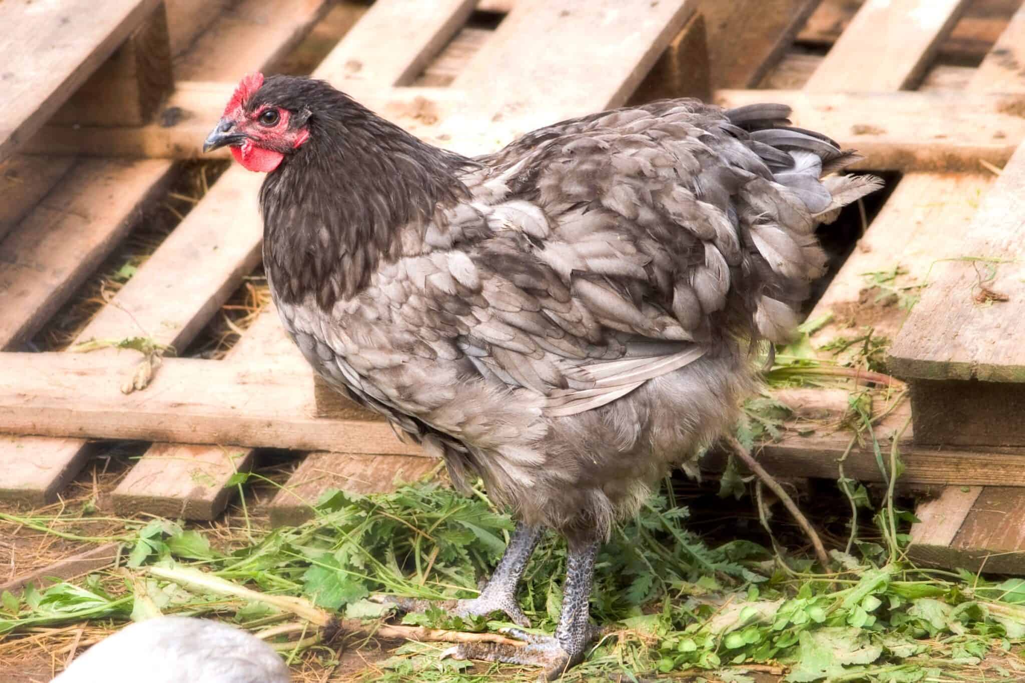 Orpington Chicken: Breed Info, Traits, Pictures & Facts