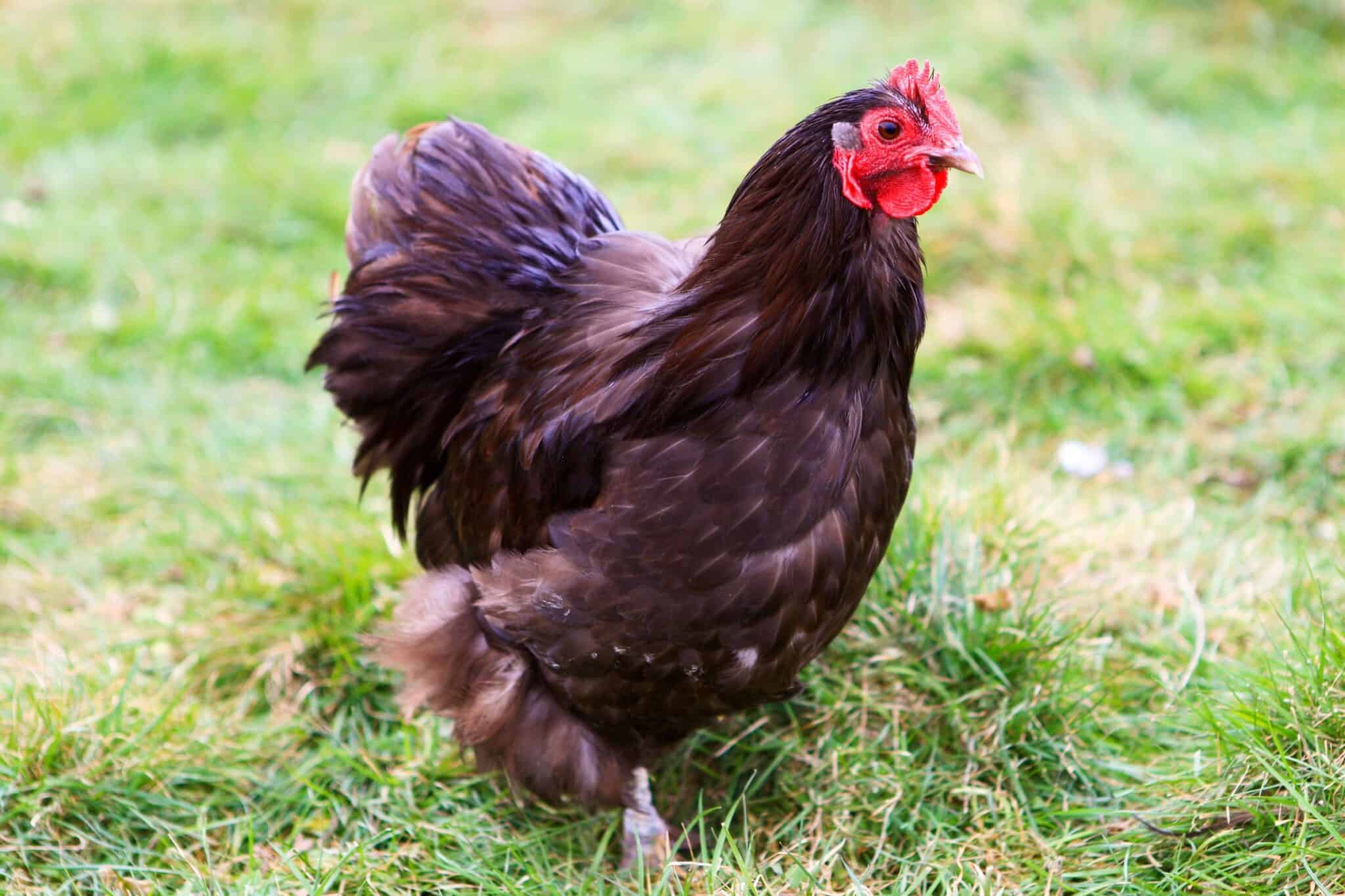 Orpington Chicken: Breed Info, Traits, Pictures & Facts