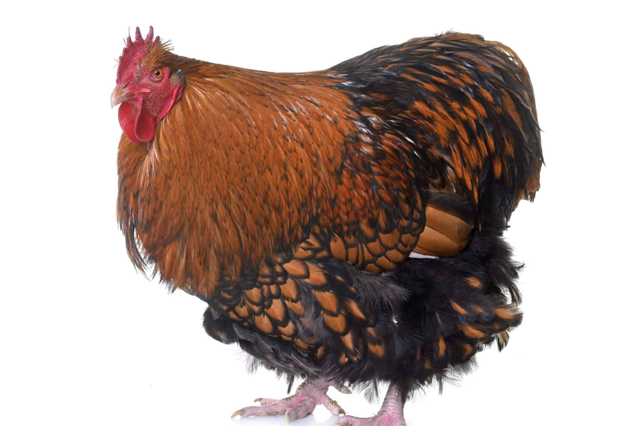 Orpington Chicken: Breed Info, Traits, Pictures & Facts
