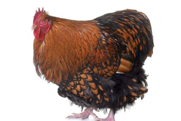 Orpington Chicken: Breed Info, Traits, Pictures & Facts