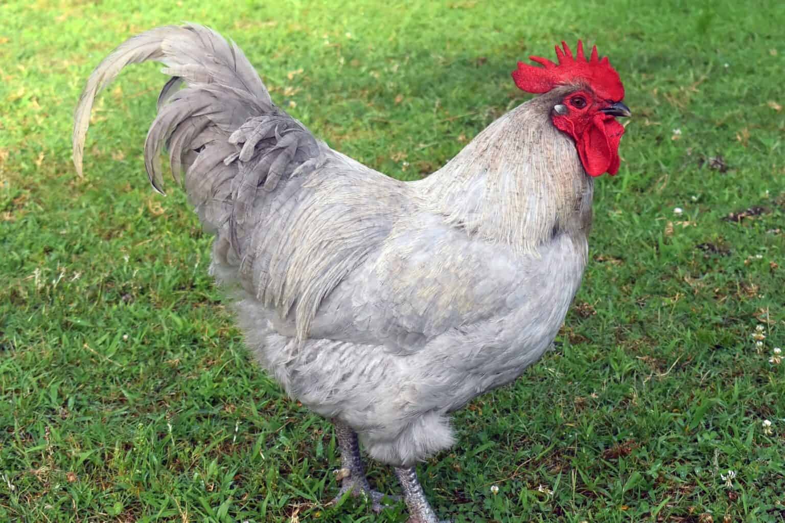 Orpington Chicken: Breed Info, Traits, Pictures & Facts
