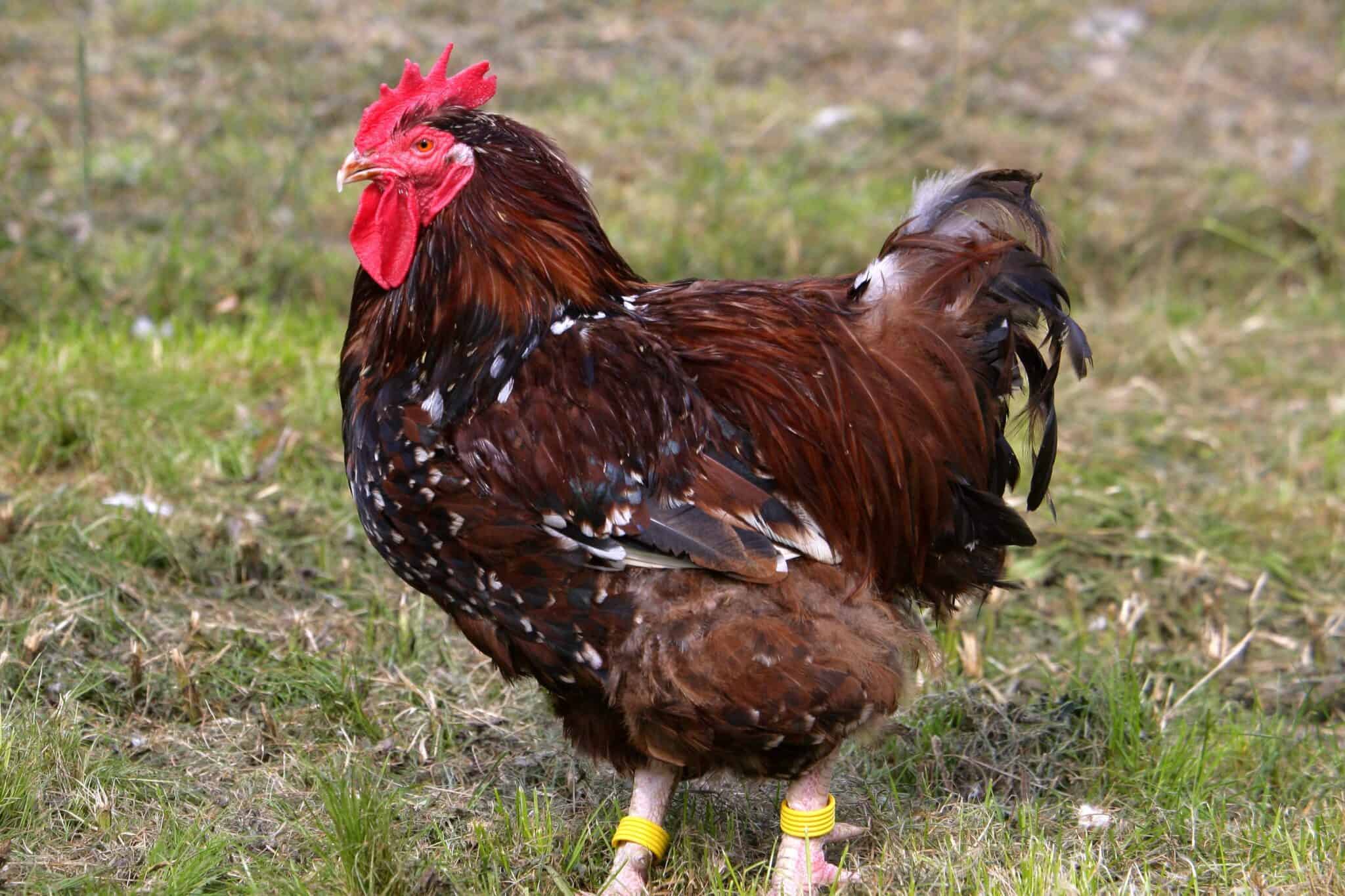 Orpington Chicken: Breed Info, Traits, Pictures & Facts