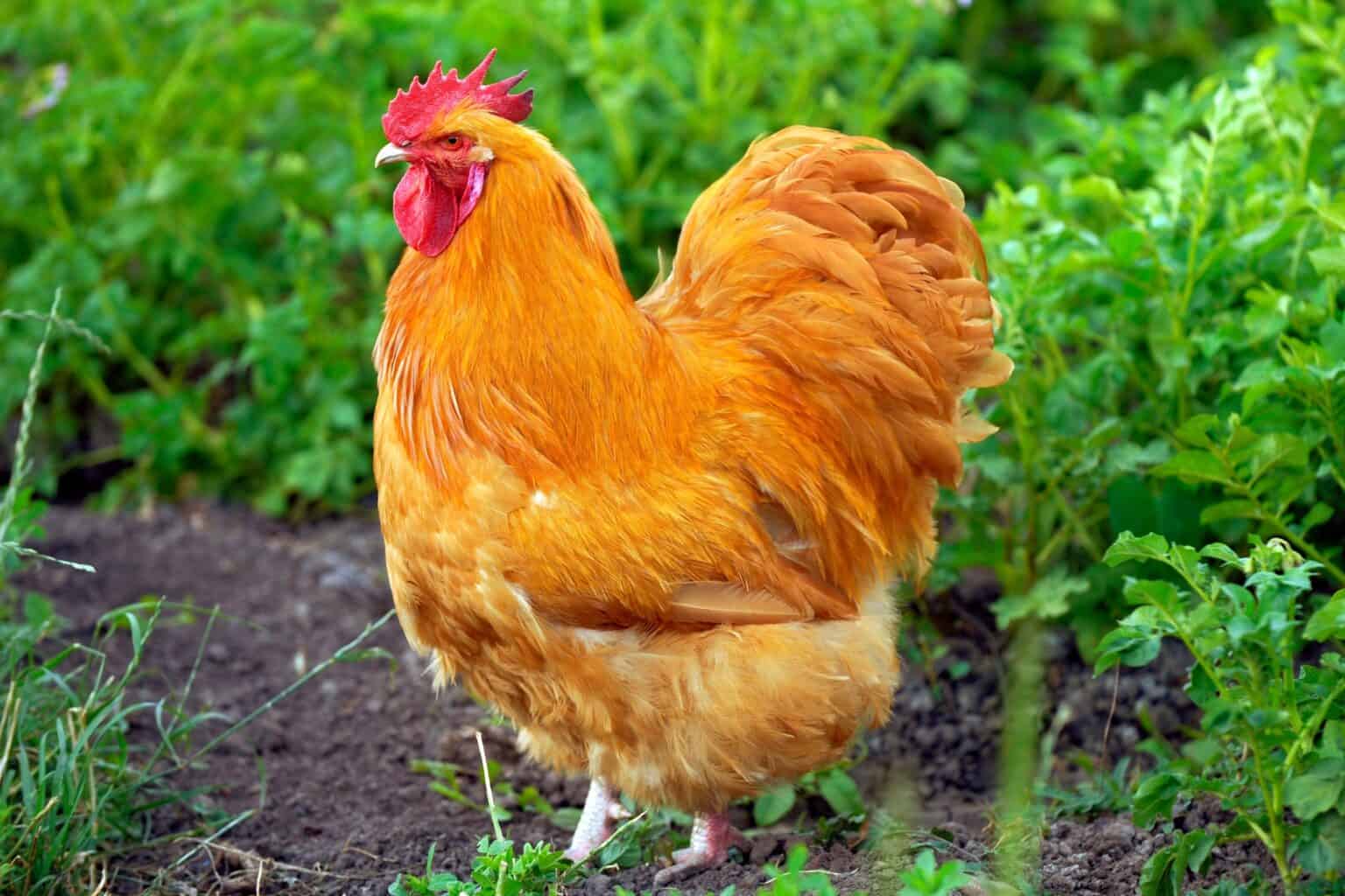 Orpington Chicken: Breed Info, Traits, Pictures & Facts
