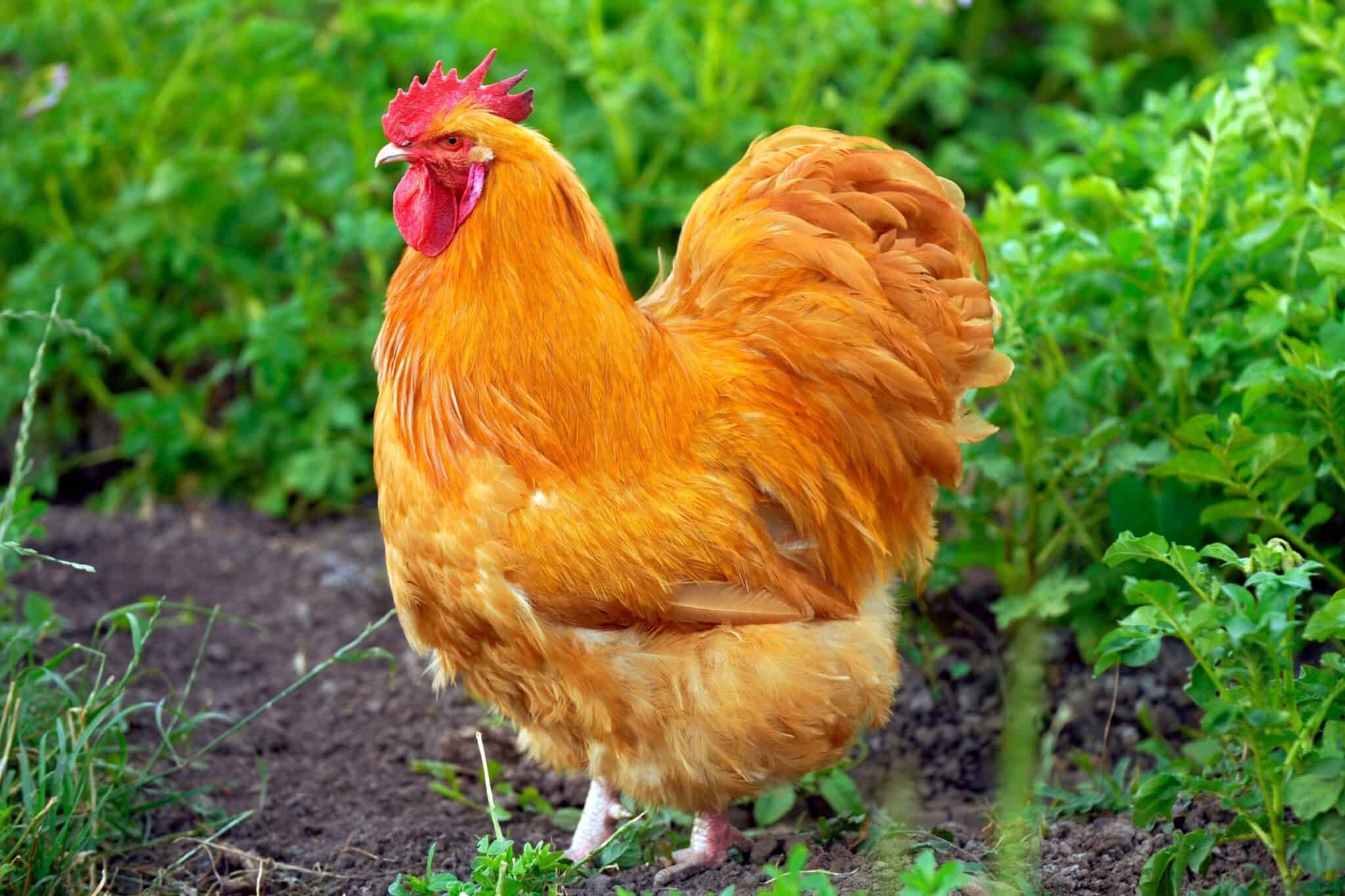 Orpington Chicken: Breed Info, Traits, Pictures & Facts