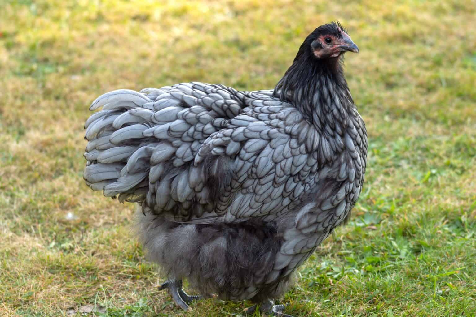 Orpington Chicken: Breed Info, Traits, Pictures & Facts