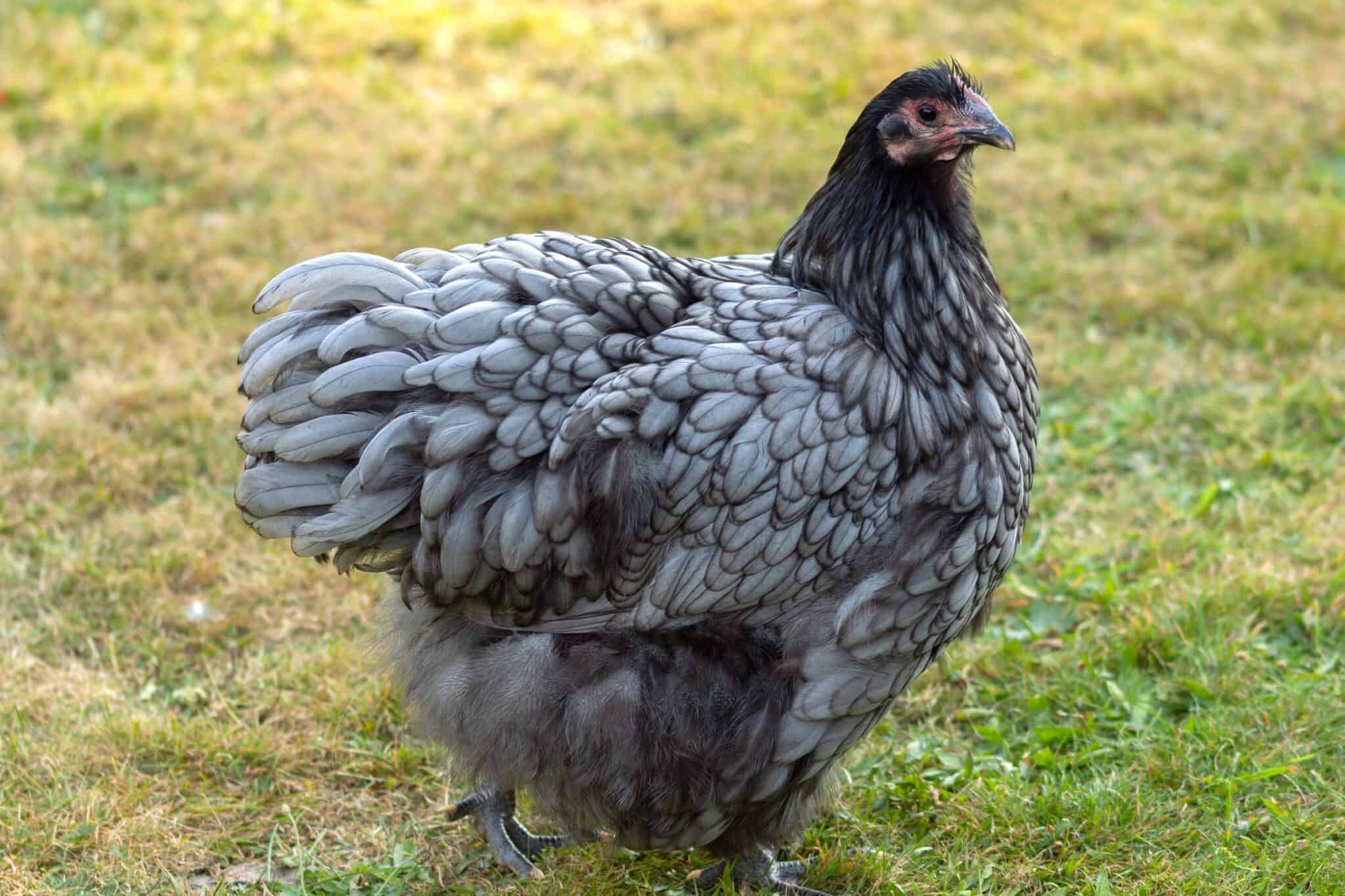 Orpington Chicken: Breed Info, Traits, Pictures & Facts