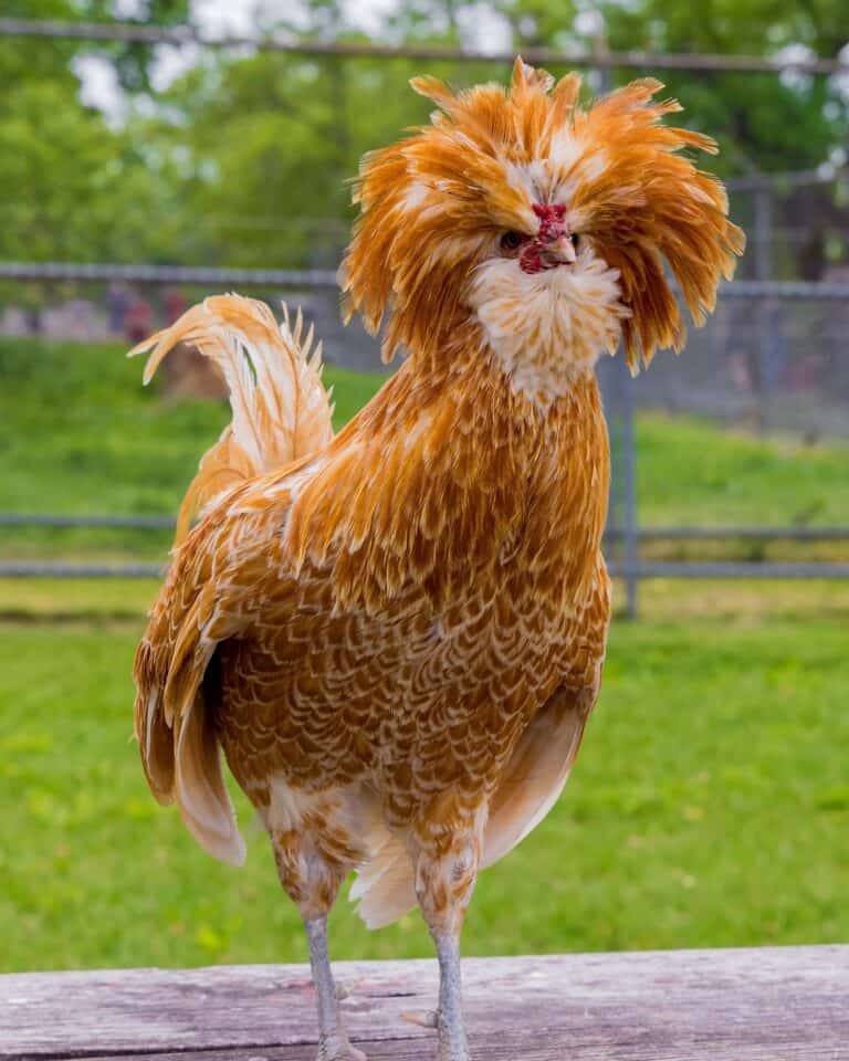 Chickens With Afros: 13 Crested Chicken Breeds