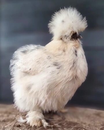12 Silkie Chicken Colors & Varieties