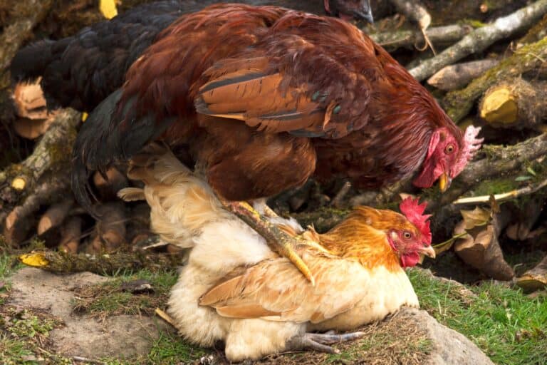 How Do Roosters Fertilize Eggs? (A Complete Guide)