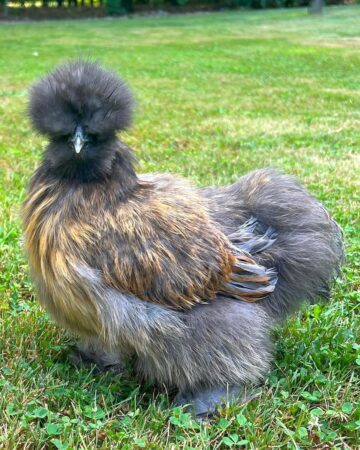 12 Silkie Chicken Colors & Varieties