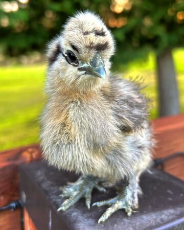 Partridge Silkie Chicken: Breed Info, Traits & Pictures