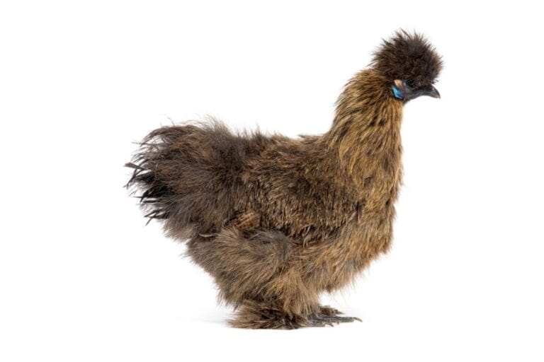 Partridge Silkie Chicken: Breed Info, Traits & Pictures