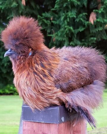 Partridge Silkie Chicken: Breed Info, Traits & Pictures