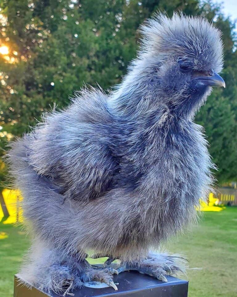Partridge Silkie Chicken: Breed Info, Traits & Pictures