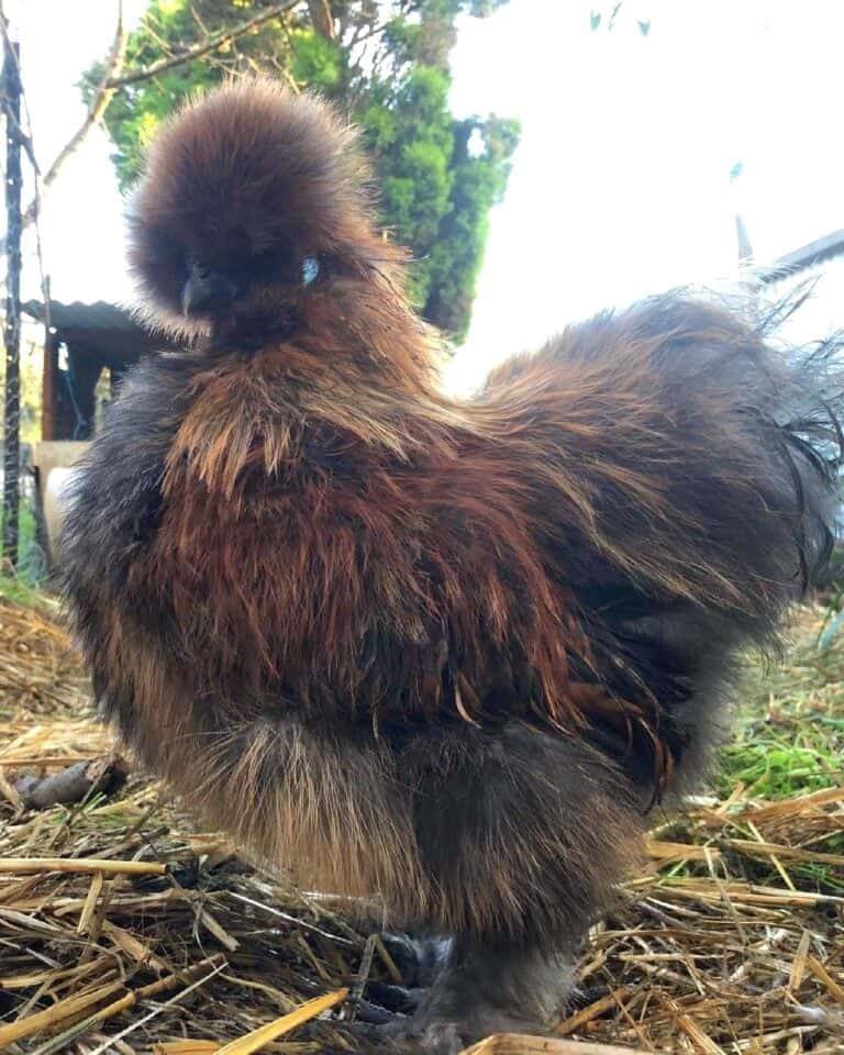 Partridge Silkie Chicken: Breed Info, Traits & Pictures