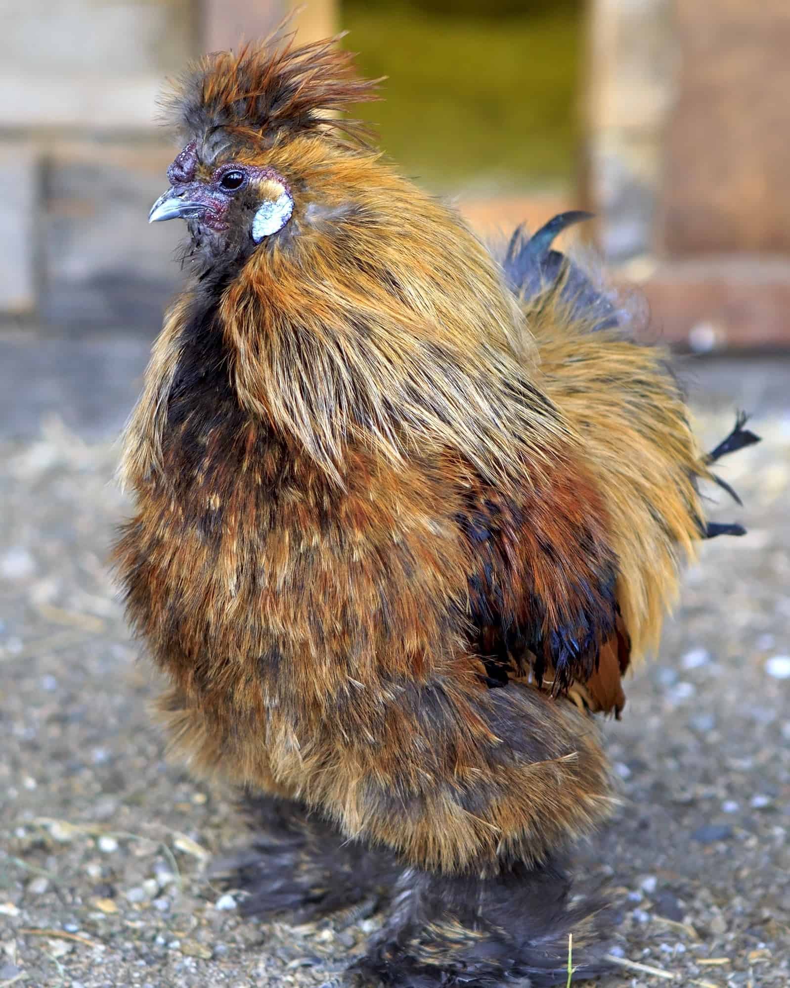 Chickens With Afros: 13 Crested Chicken Breeds
