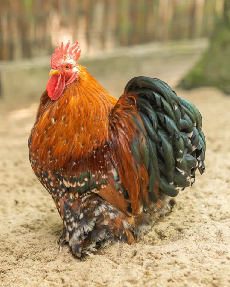 19 Small Chicken Breeds: Ranked by Size